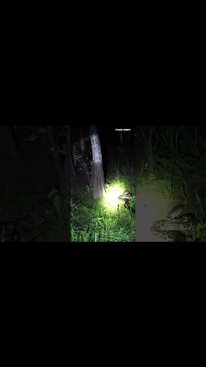 Doing The Python Dance In The Florida Everglades