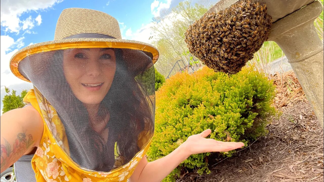 Honey Bee Swarm Takes Over A Bird Bath
