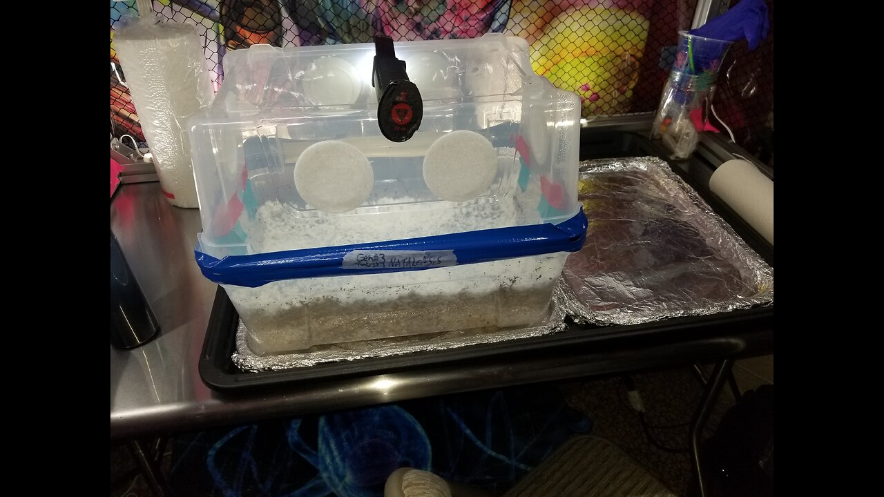 Natalensis OverLay Prevention & Overcoming Bacterial 🦠🧫 Contamination ☢ ...