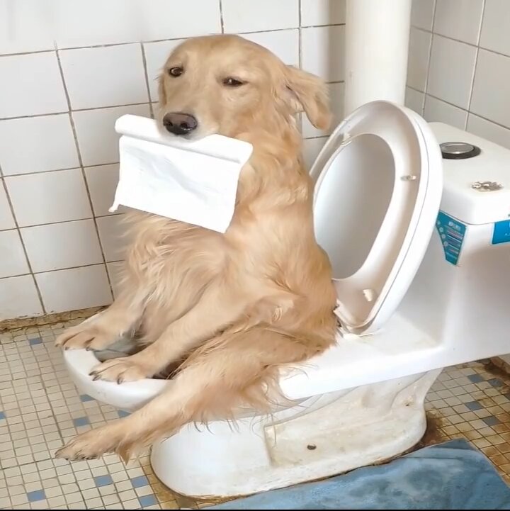 Funniest & cutest golden labrador dogs video