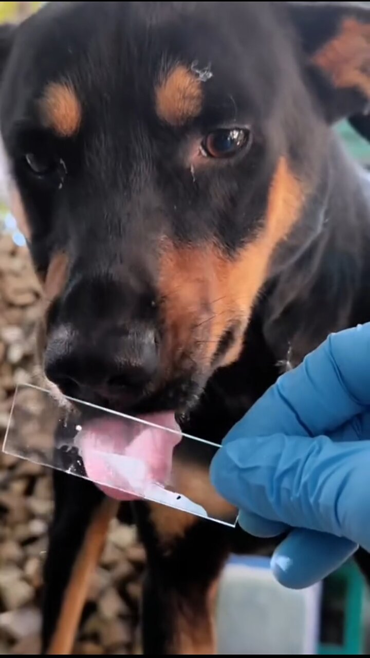 Under The Microscope Dog Saliva ......#Microscope #microscope_world # ...