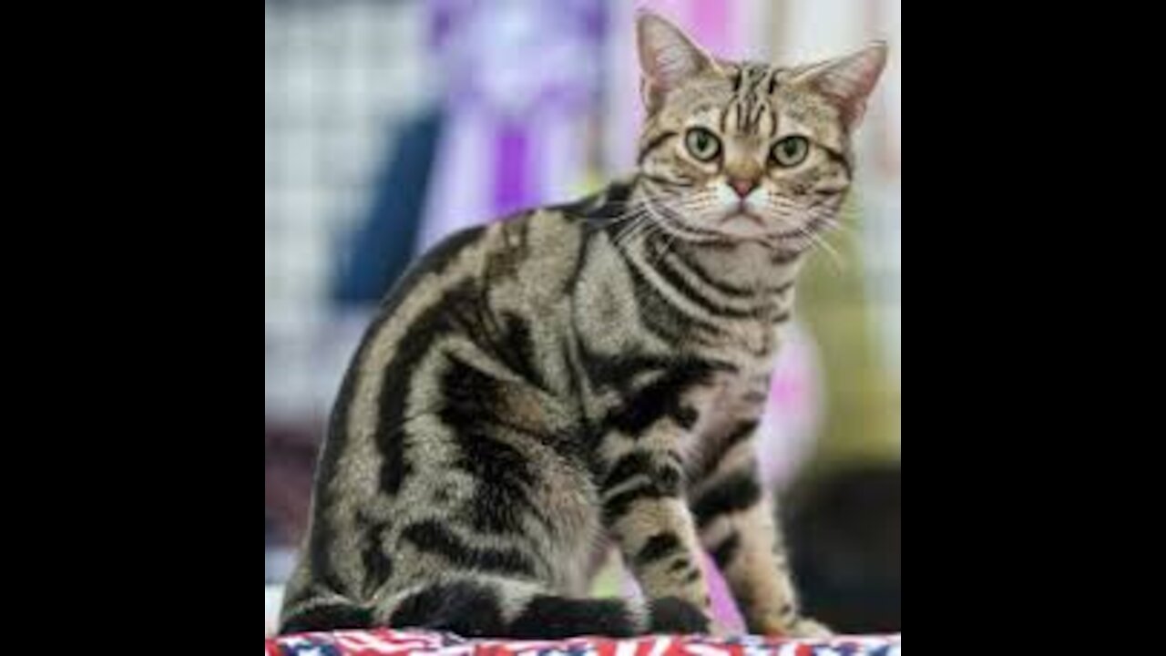 Most Loyal Cats-TOP 10 Most Loyal Cat Breeds In The World!