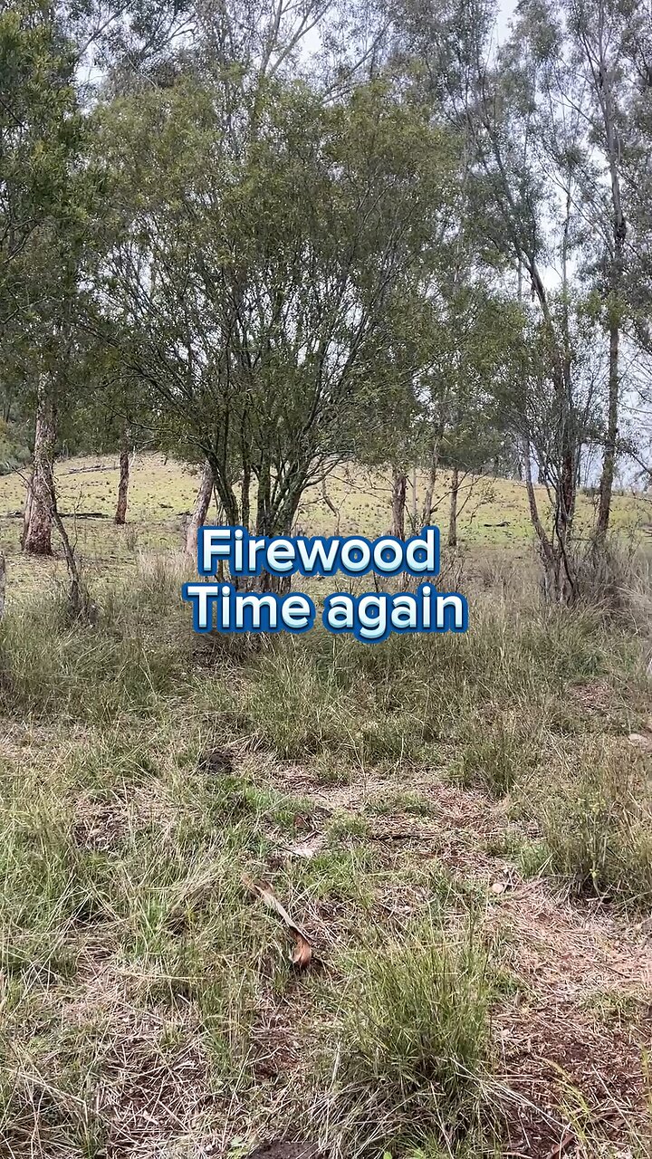 Big saw, bigger log