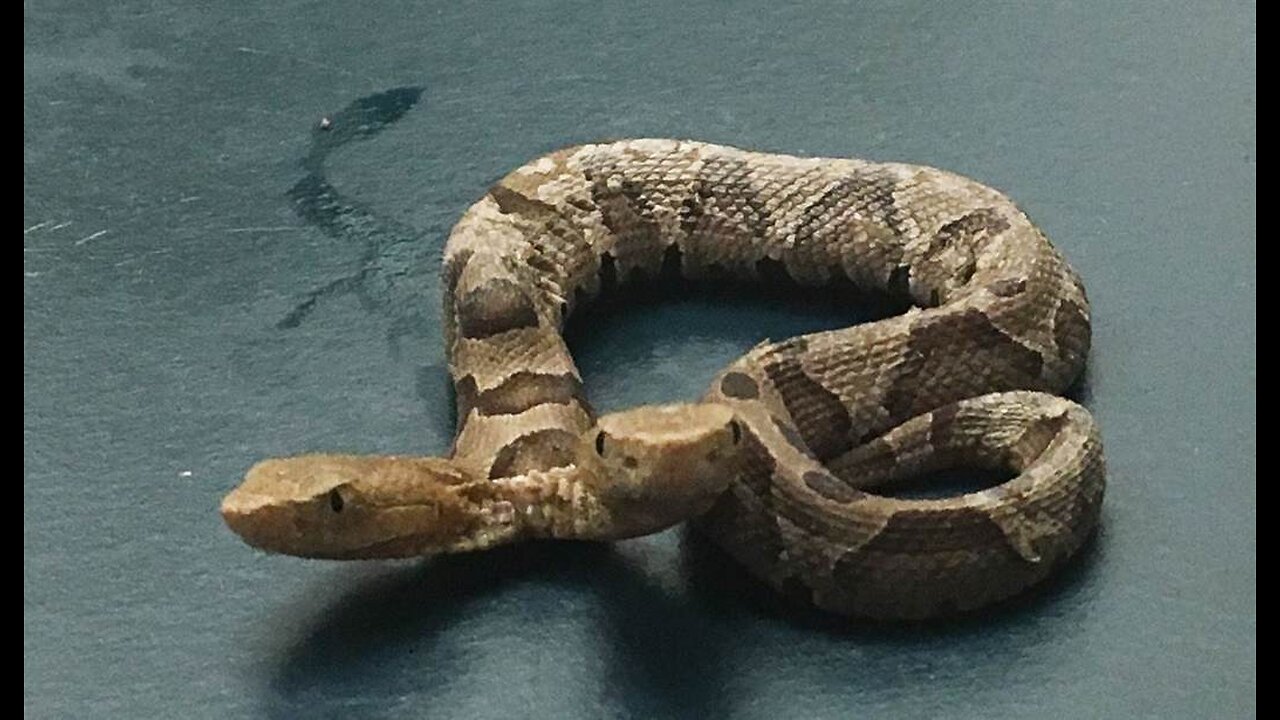 Enjoying Your Long Weekend in New Jersey? Beware of Venomous Copperhead ...