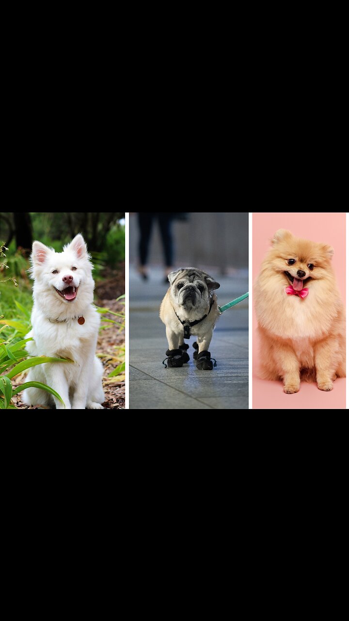 Strongest, Dangerous, and Fearless Dog Breeds | The 10 Most Dangerous ...