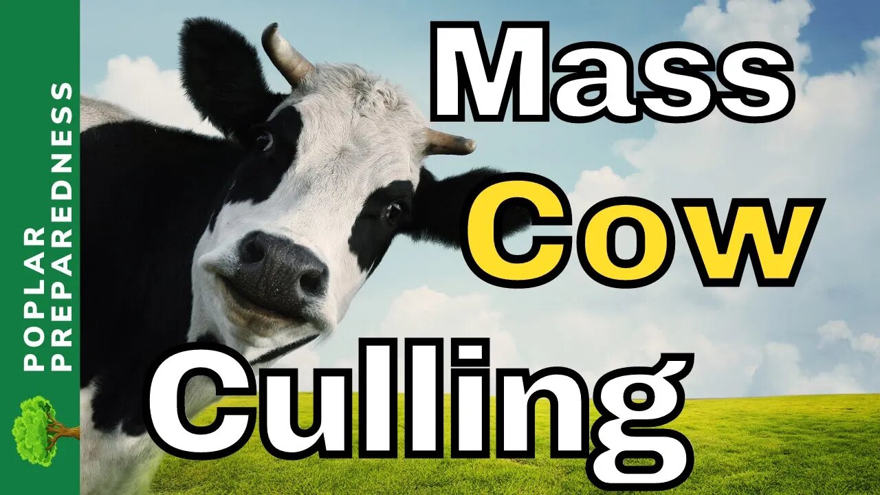 Massive BEEF Shortages This Fall | Beef Shortage 2022