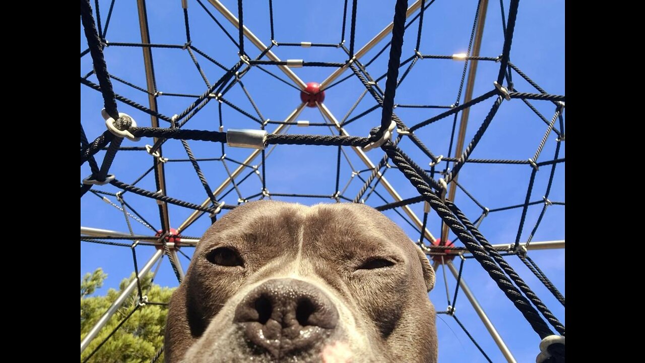 Norms Vids to watch: Michelle Fielding, Patriot Street Fighter ...