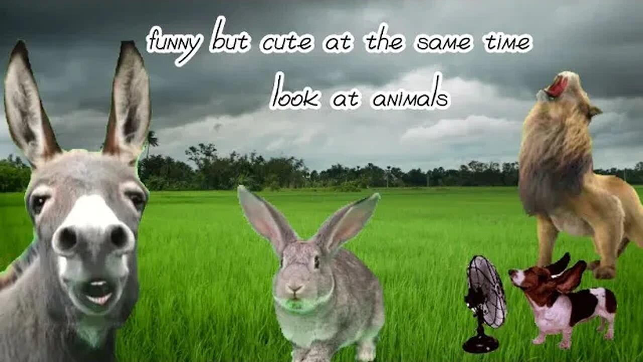 Funny animals, cute sounds / donkey, cat, rabbit, dog, a lion, tiger ...