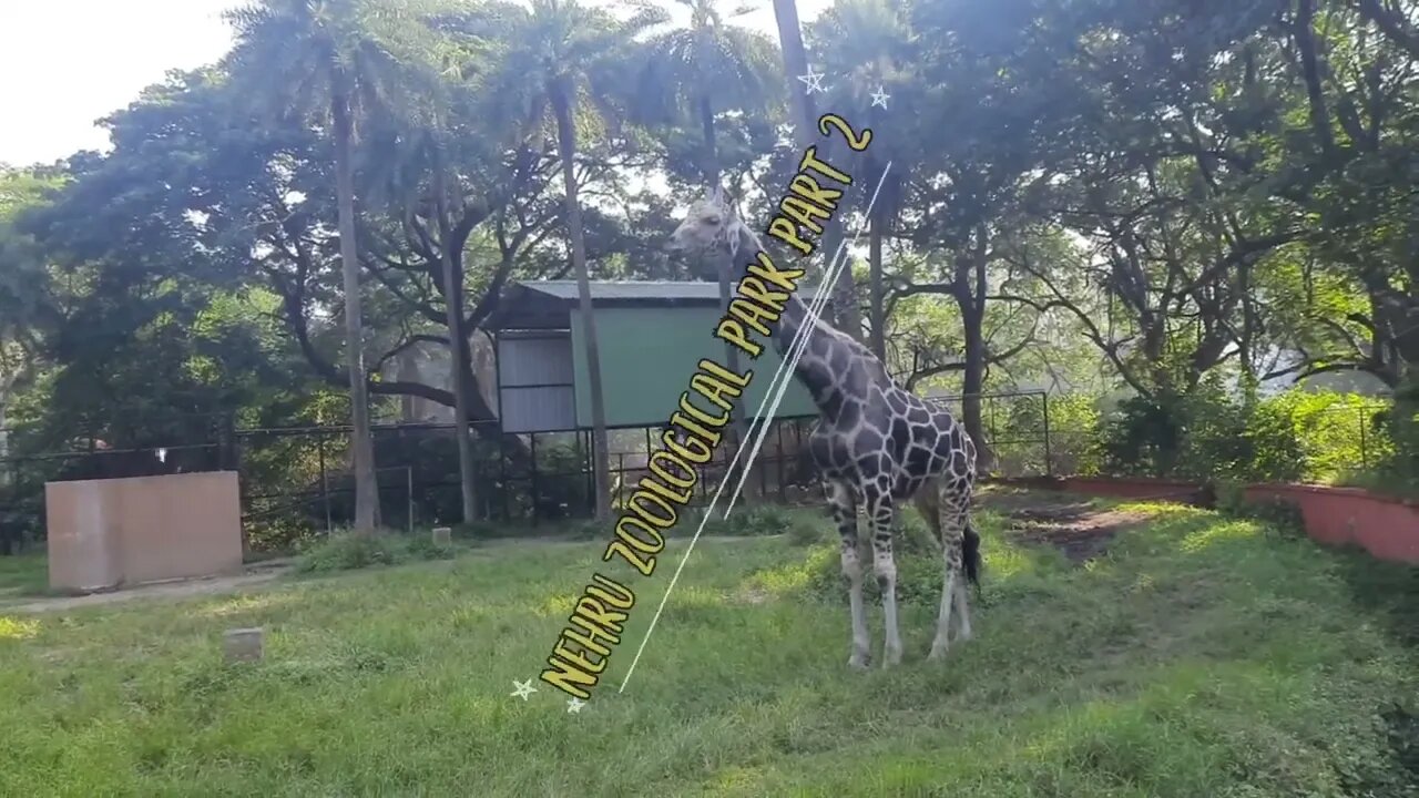 Watch India's Largest Giraffe Walk in Freedom at Nehru Zoological Park ...