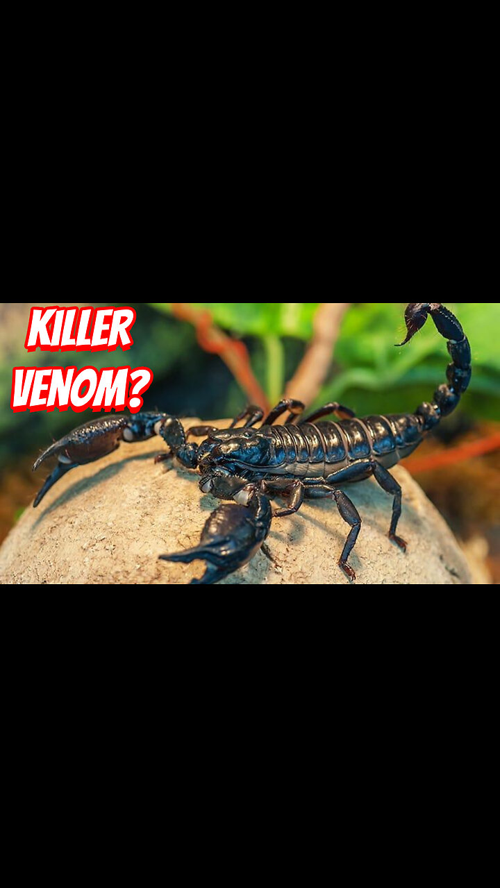 How Dangerous Are Scorpions Towards Humans?