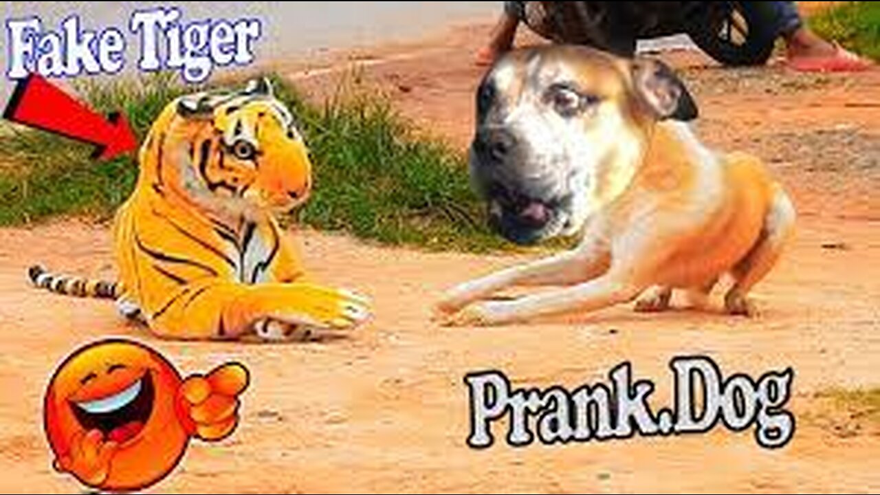 Troll Prank Dog Funny & fake Lion and Fake Tiger Prank To dog & Huge ...