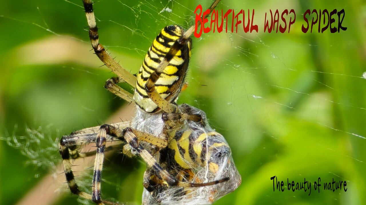 Wasp spider in a web / Wasp spider eats another insect / beautiful ...