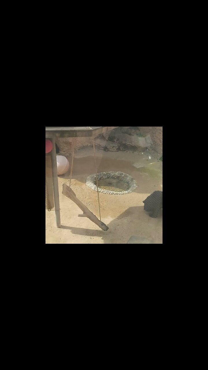 Black Bears рџђ Shorts Shortsfeed Fyp Southkorea Zoo