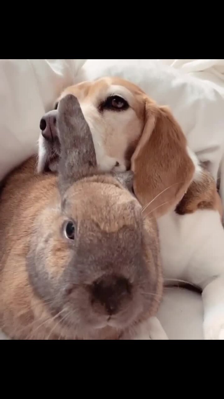 Dog and Bunny Best Friends Adorably Cuddle With Each Other