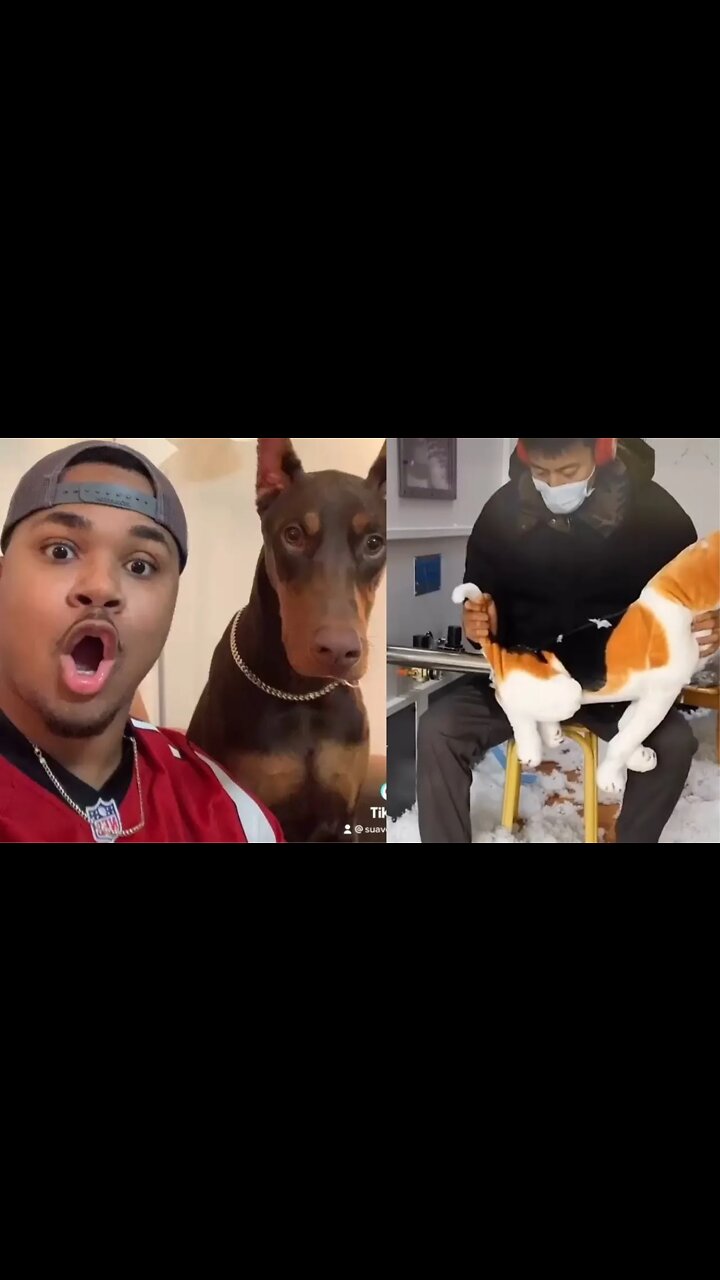 Funniest Tiktok Doberman compilation 2022 - Suavexavier - Knox