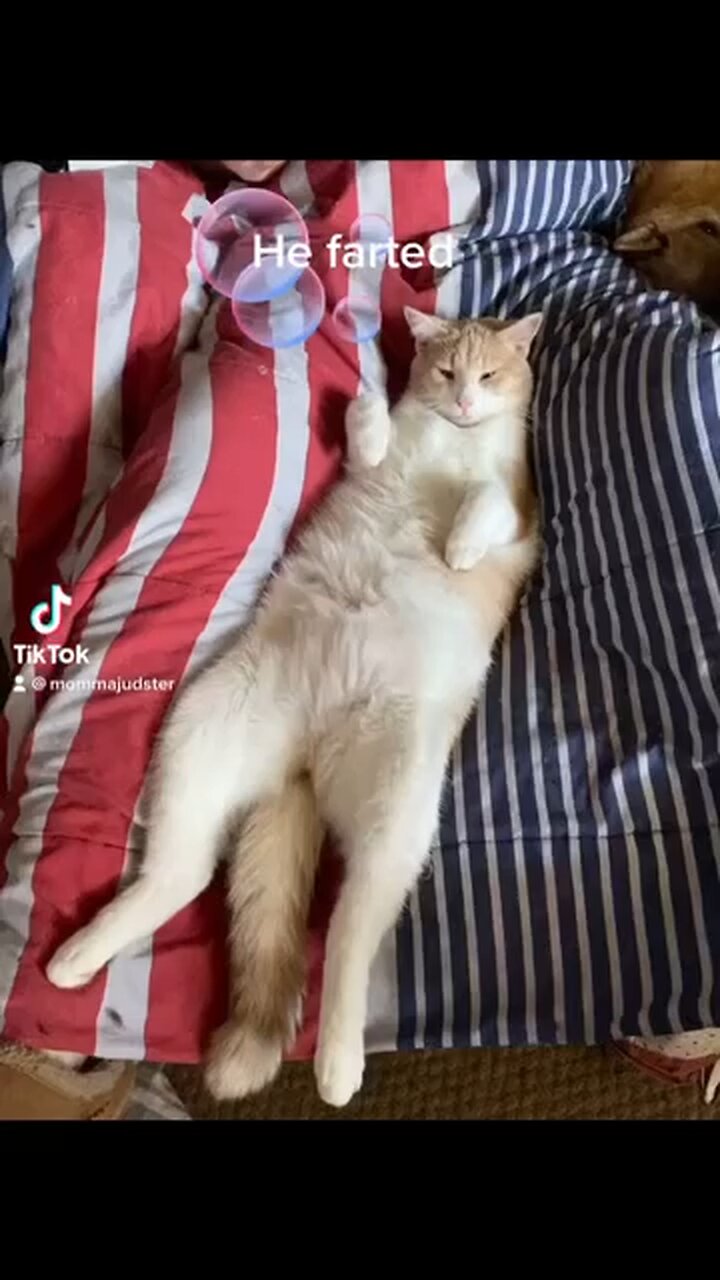 He fart on cat