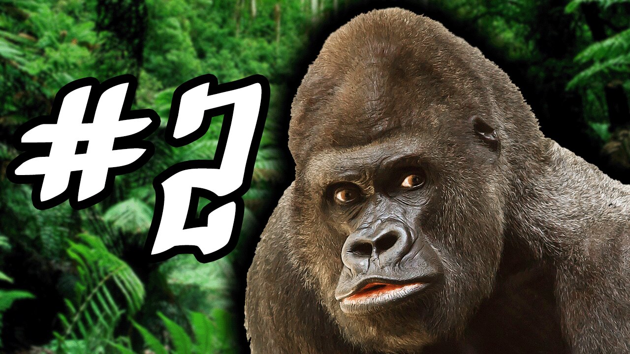 FUNNY ANIMALS COMPILATION TO BRIGHTEN YOUR DAY #2 | FunnyAnimalContent ...