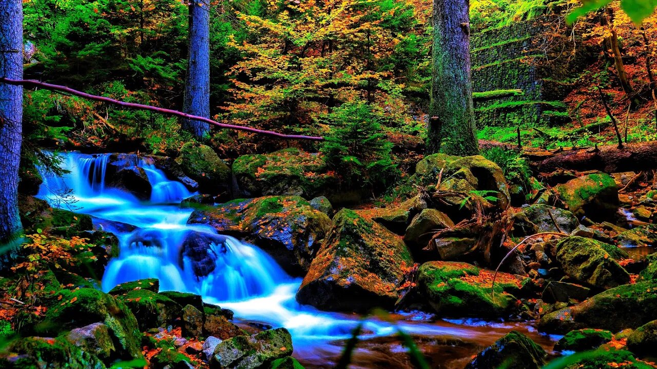 Forest Stream Sounds with cheerful Birds | Forest River and Rolling ...