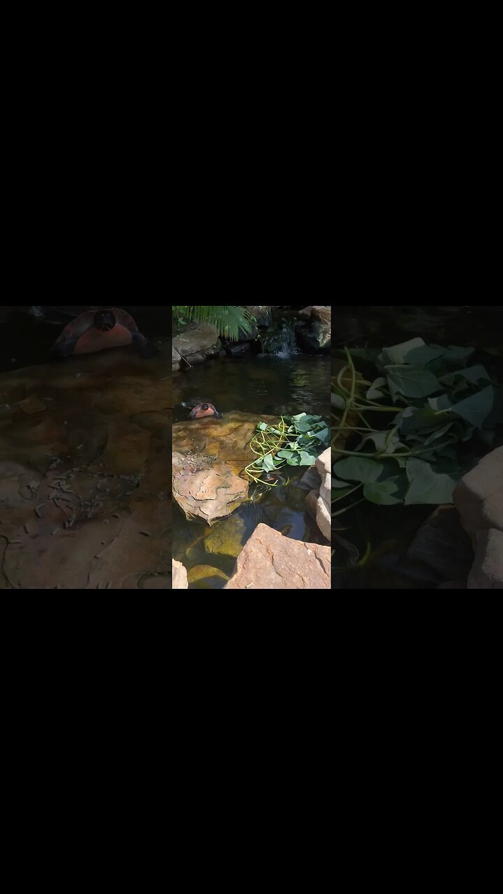 Hump Day for the turtle’s & their sweet potato snacks.#turtle #turtles ...