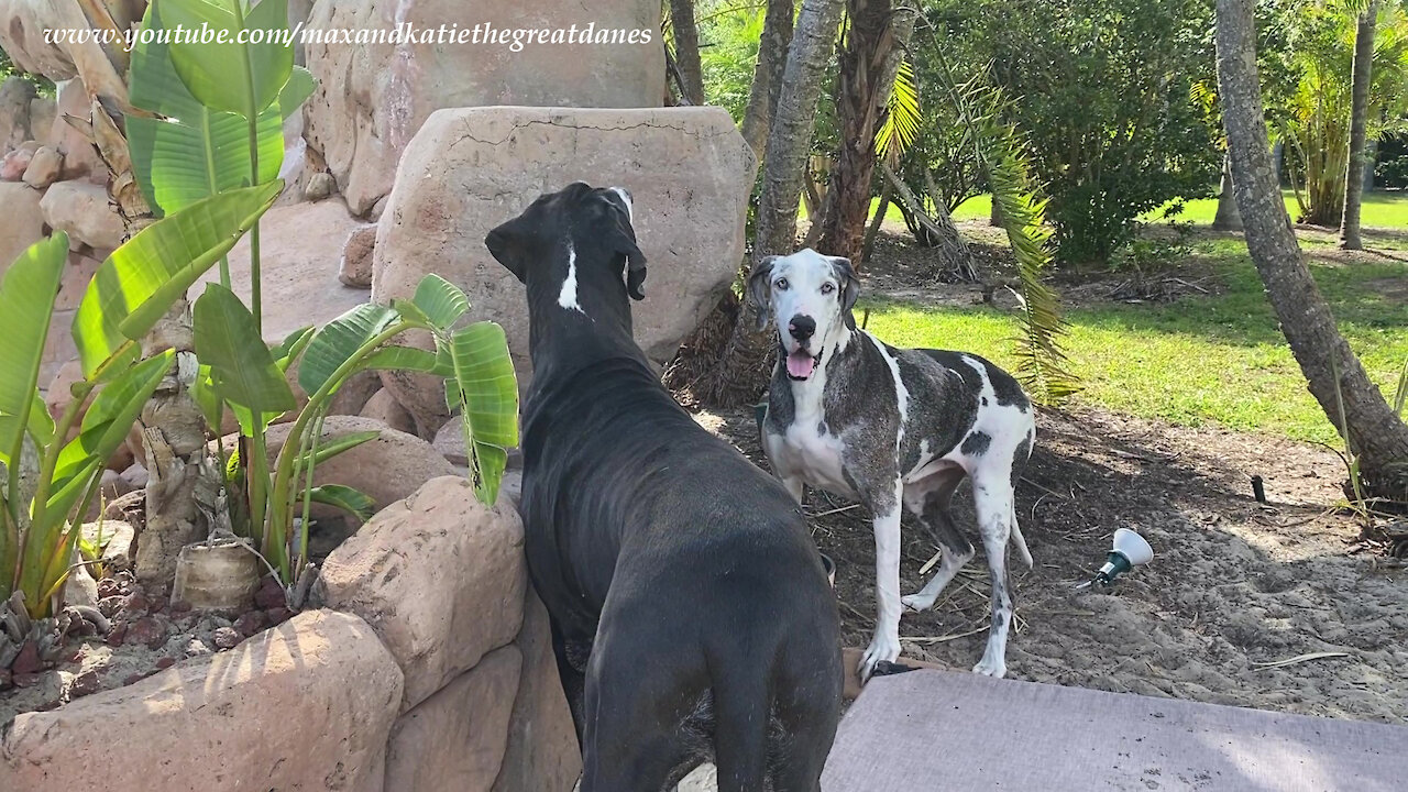 Funny Michigan Great Dane Pack Goes Hunting For Florida Lizards