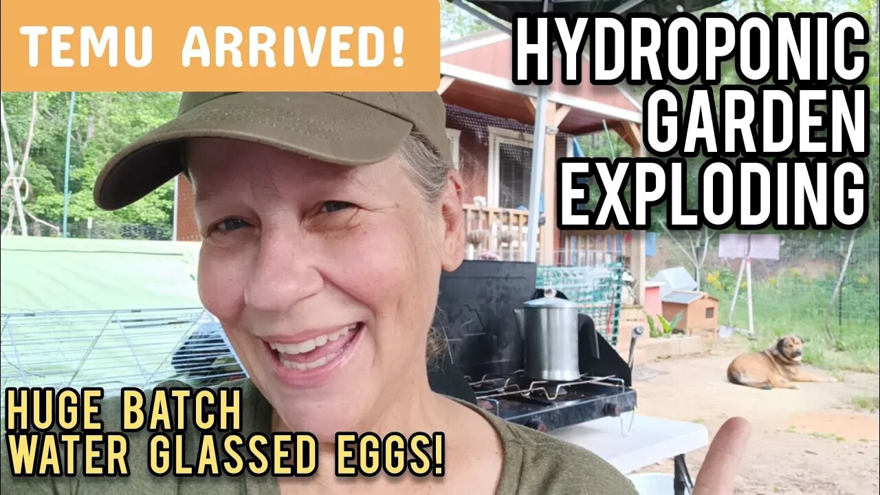 TEMU Arrived! | Hydroponic Garden Exploding| Huge Batch Water Glassed Eggs!