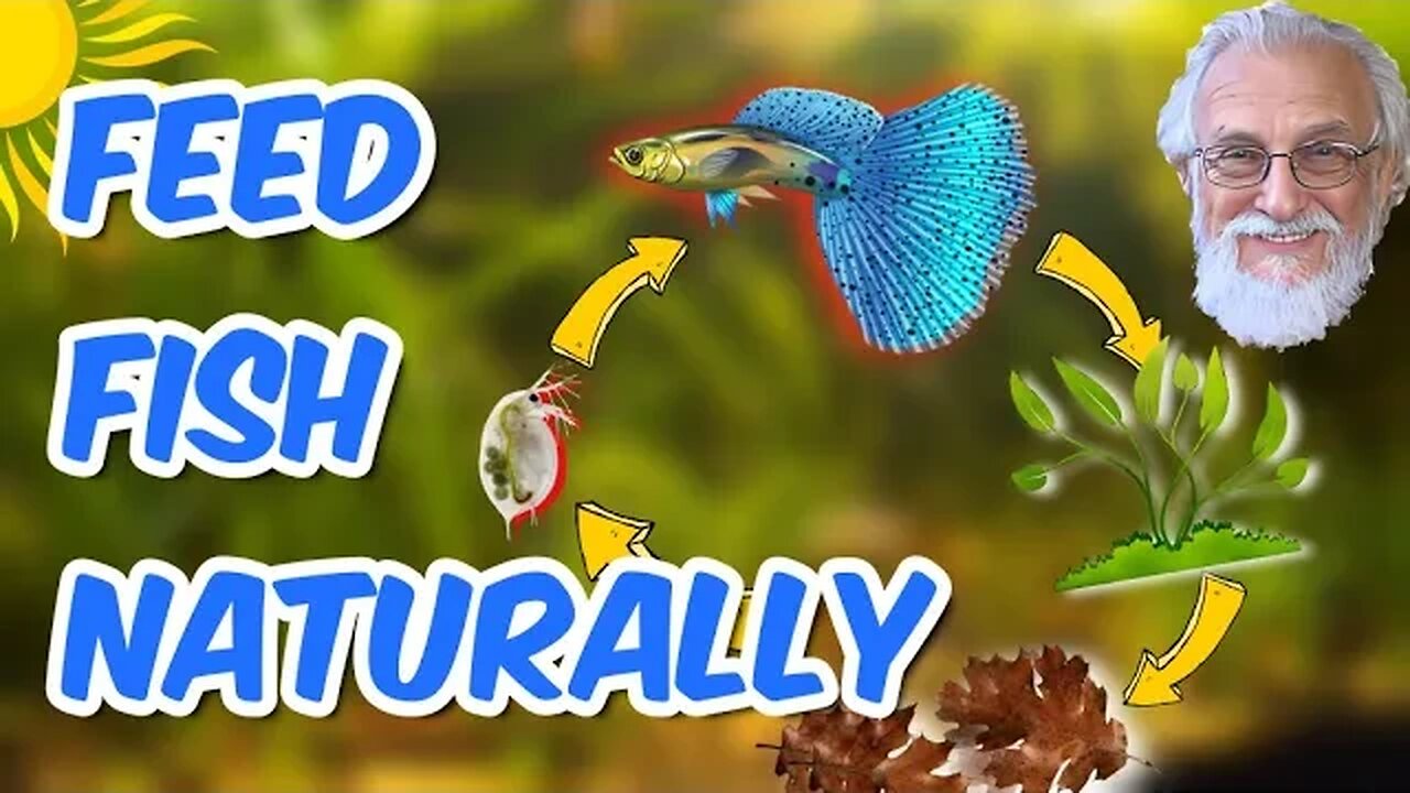 What is a Food Web? How Does it Feed My Aquarium?