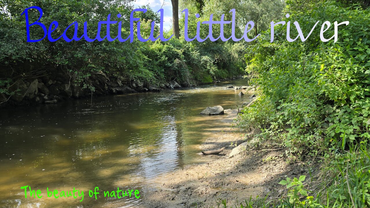 A beautiful little river in the forest / fresh water in nature / a very ...