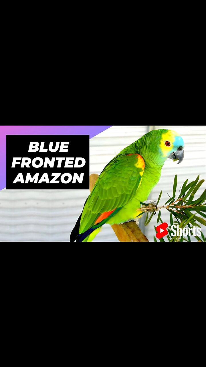 Blue-Fronted Amazon 🦜 One Of The Most Beautiful Parrots In The World # ...