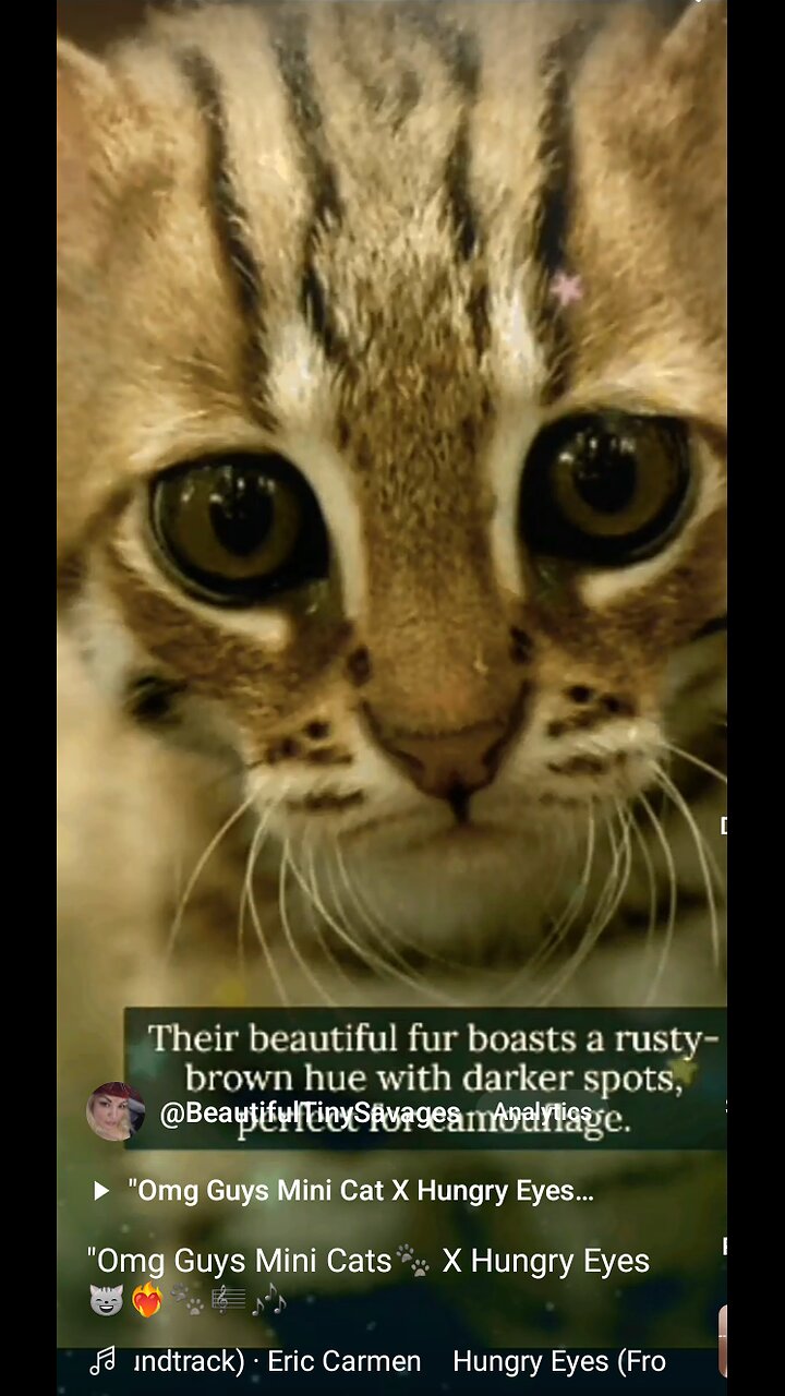 "Omg Guys Mini Cats X Hungry Eyes 🐾 ️‍🔥😸🎼🎶 Come See