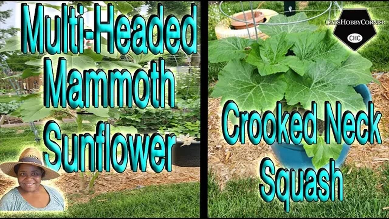 #multiheaded #mammoth #sunflower & #crooked #neck #squash - # ...