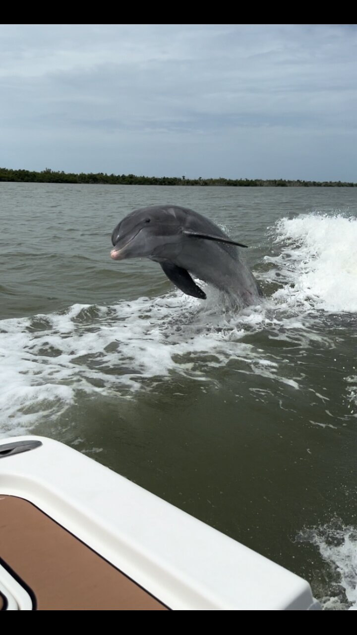 Part 2 | Happy Dolphins Father’s Day from my Pod to yours! | 4K