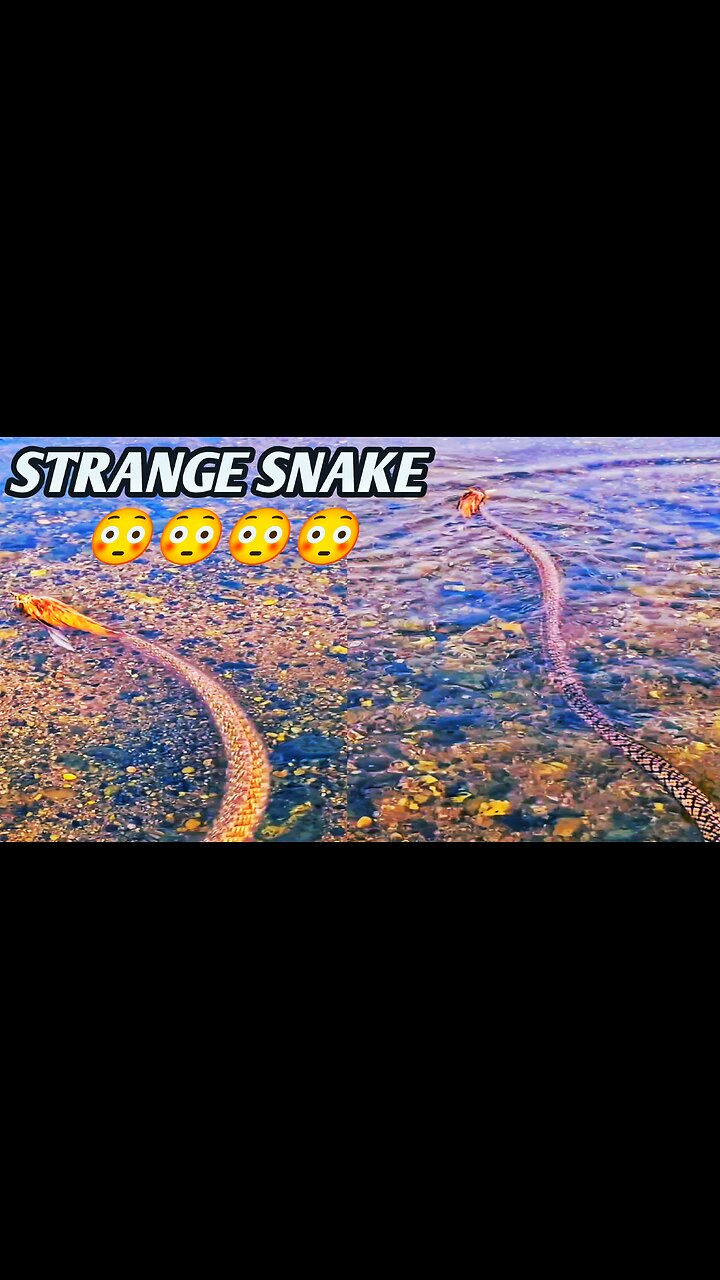 Pankiraj snake😳😳🐉🐉🐉🐉