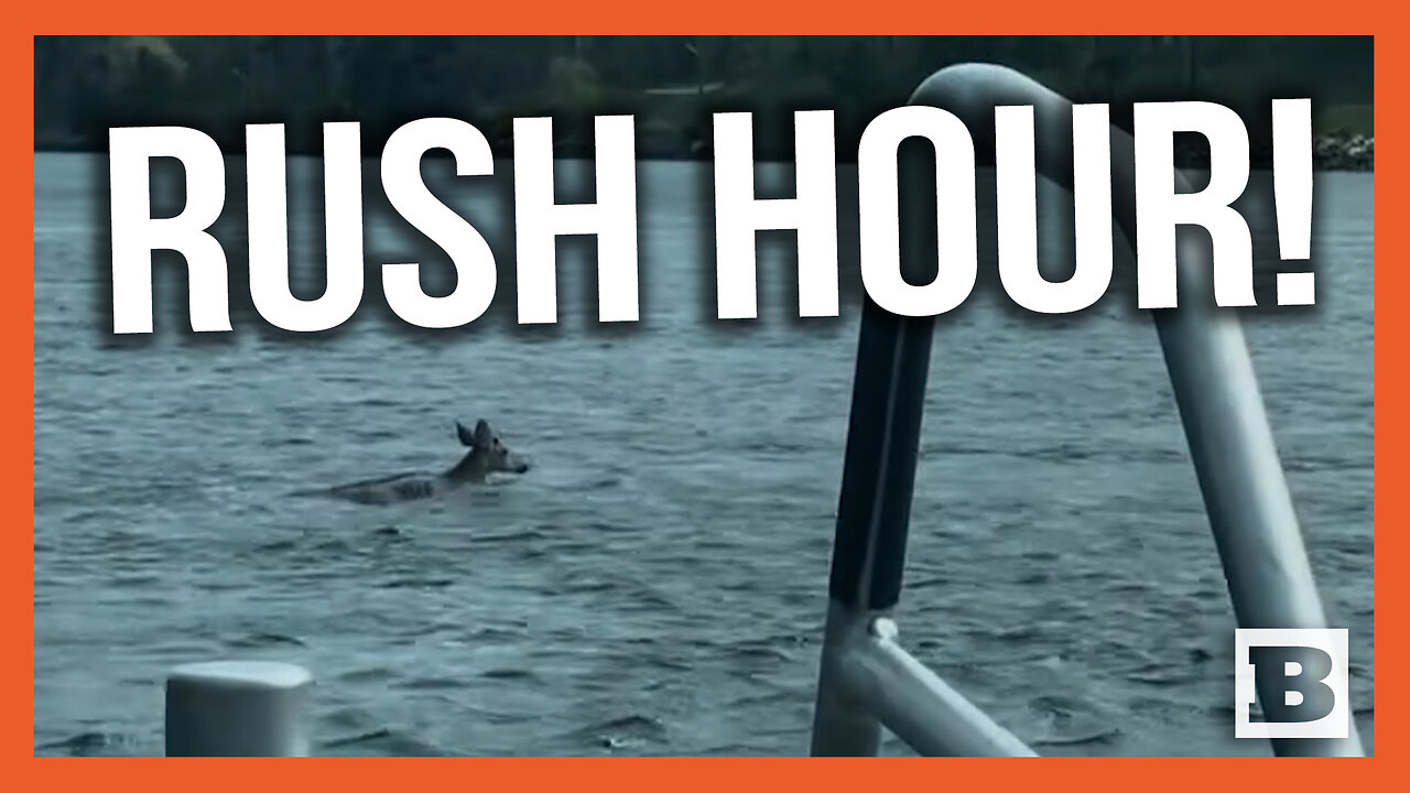Rush Hour! Deer Swims Across Massachusetts' Cape Cod Canal