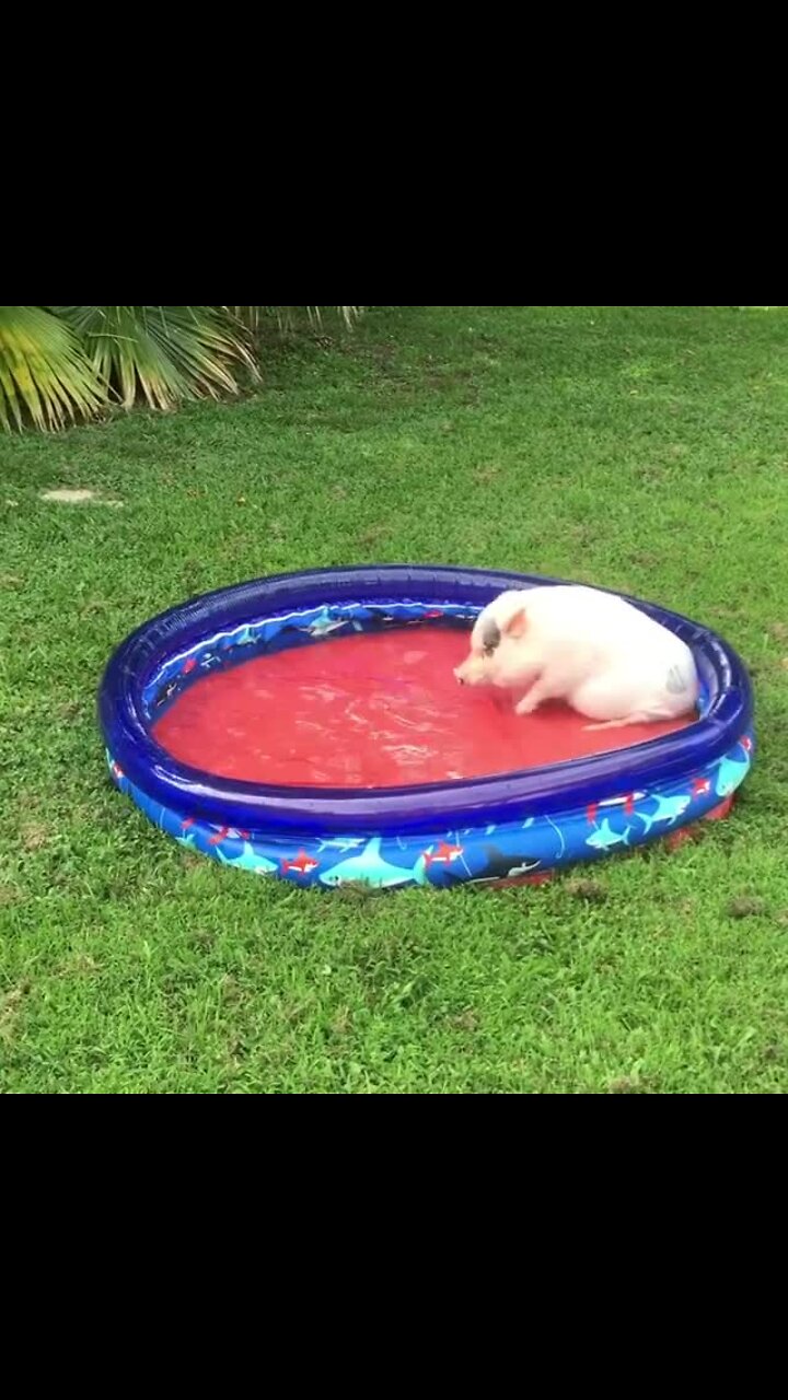 Water-Loving Pig Plays In His New Pool