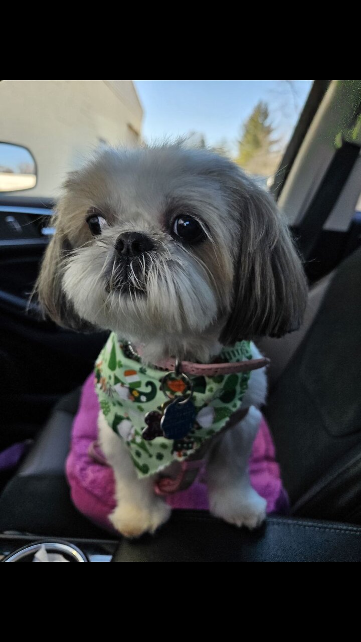 Rosie And Her Car Ride (Featuring Rosie The Shihtzu)