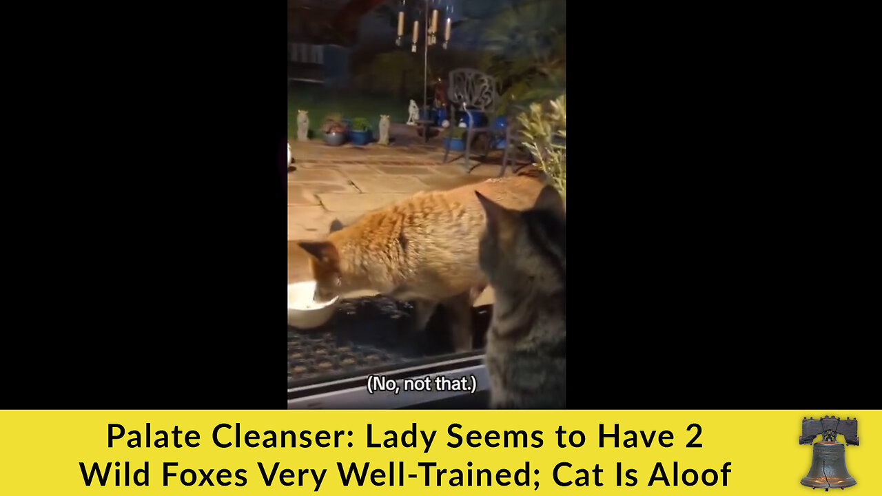 Palate Cleanser: Lady Seems to Have 2 Wild Foxes Very Well-Trained; Cat ...