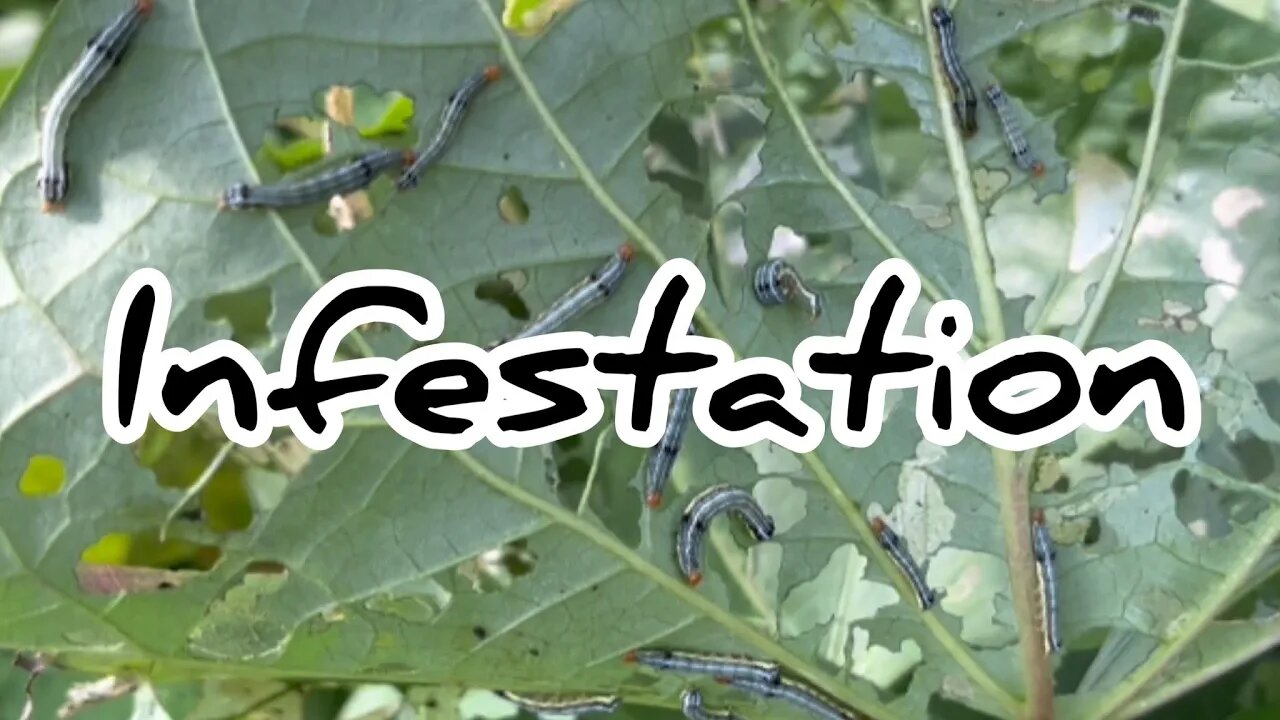 What You Need To Know About the Infestation of Amy Worms # ...