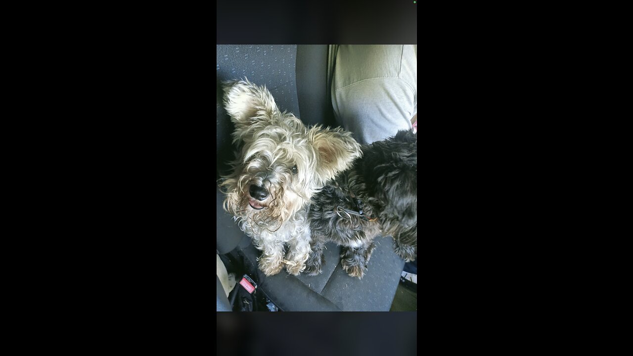 Troll Prank Dog Funny & fake Lion and Fake Tiger Prank To dog & Huge ...