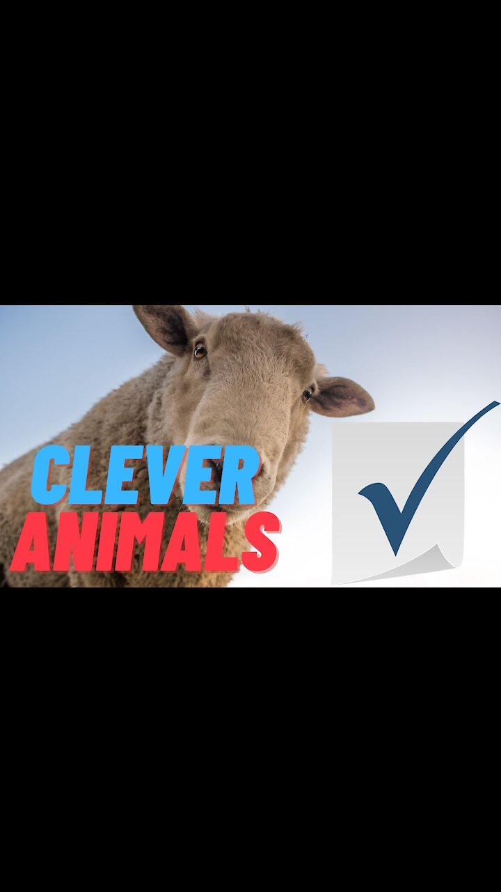 Clever Animals