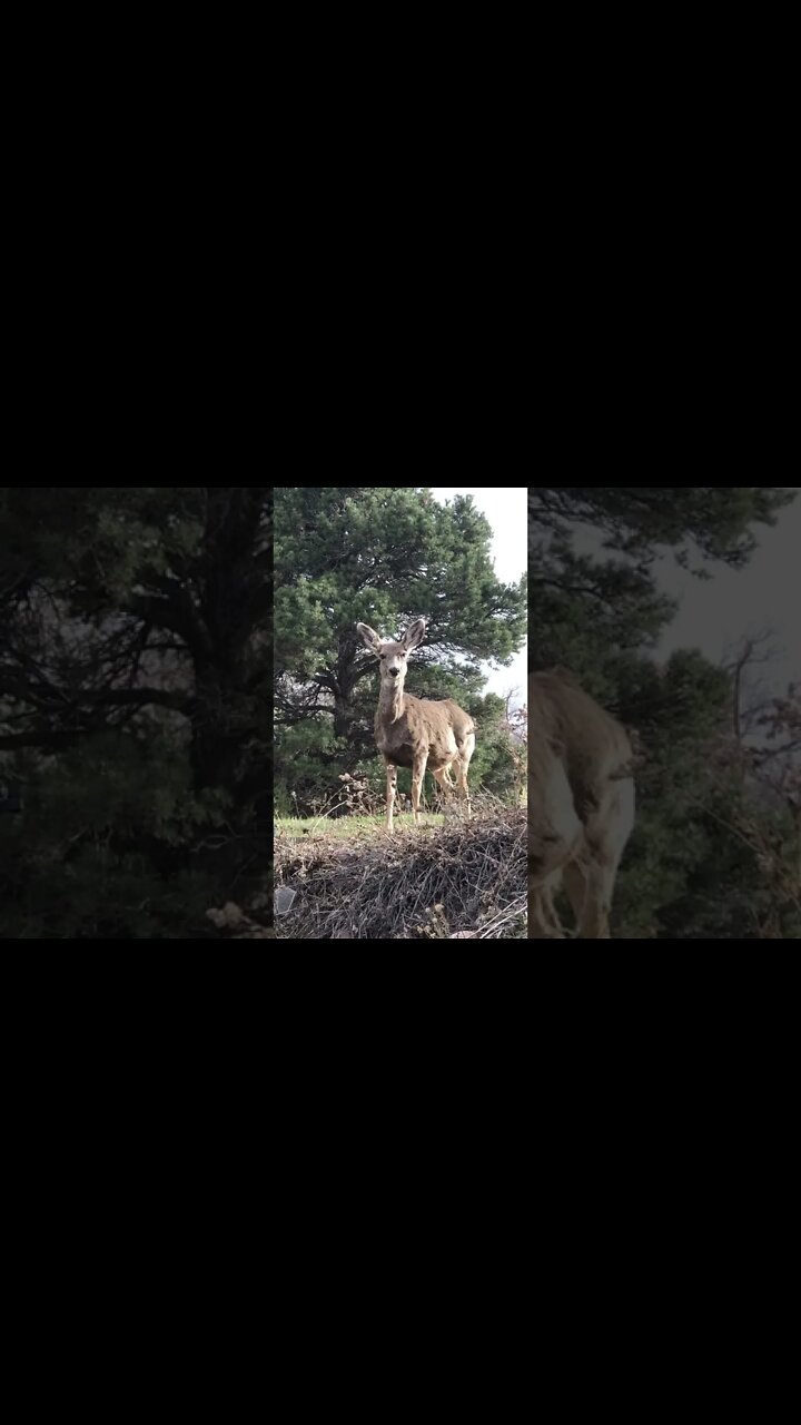 enta sunder seen#short