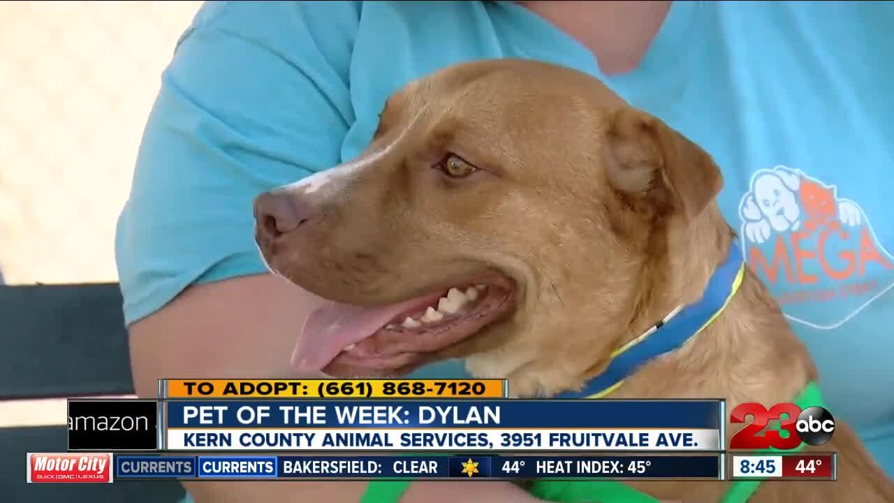 Pet of the Week: Dylan