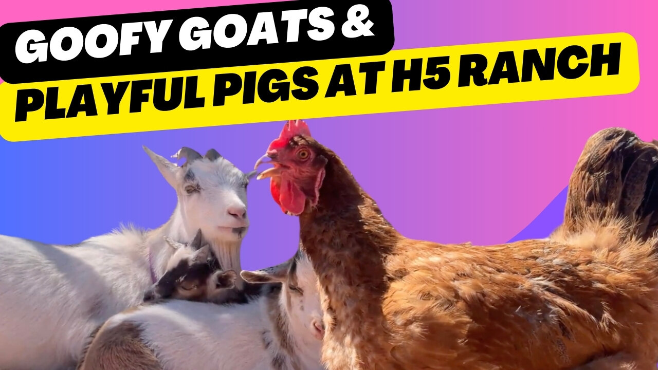 Playful Pigs and Goofy Goats: Animal Shenanigans at H5 Ranch 🐷🐐