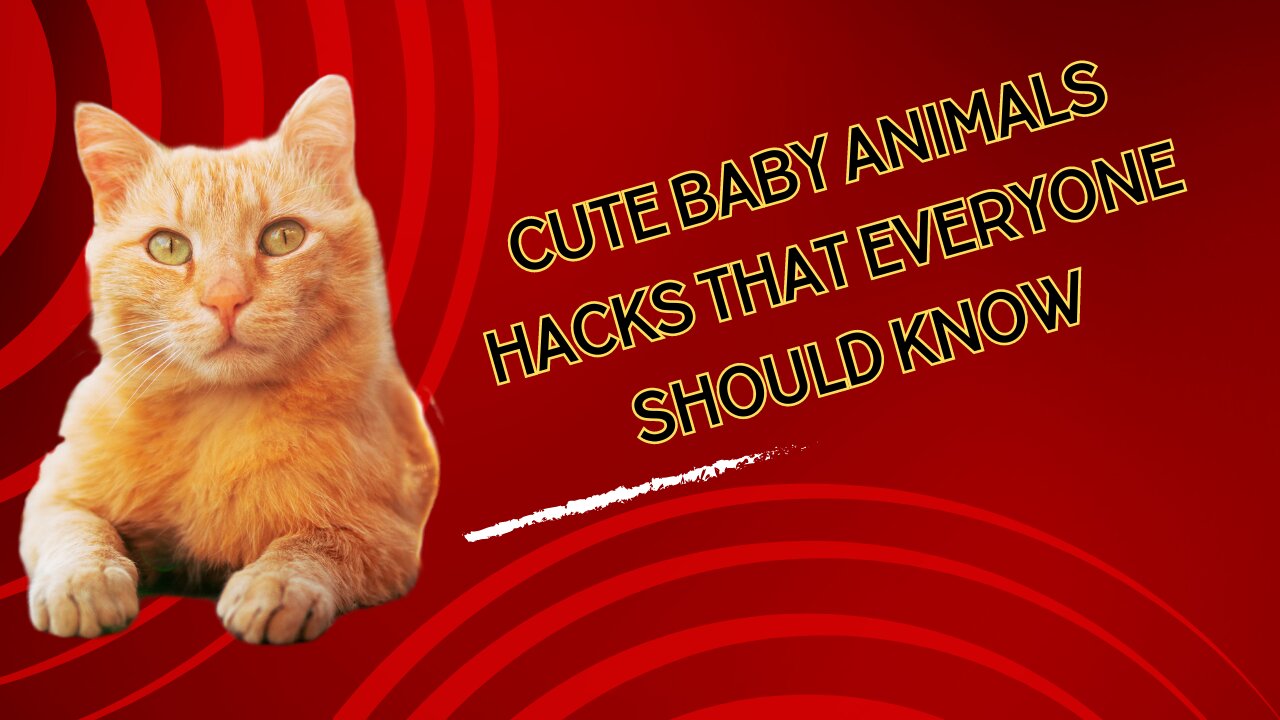 Cute Baby Animals | Funny and Cute Moment of the Animals