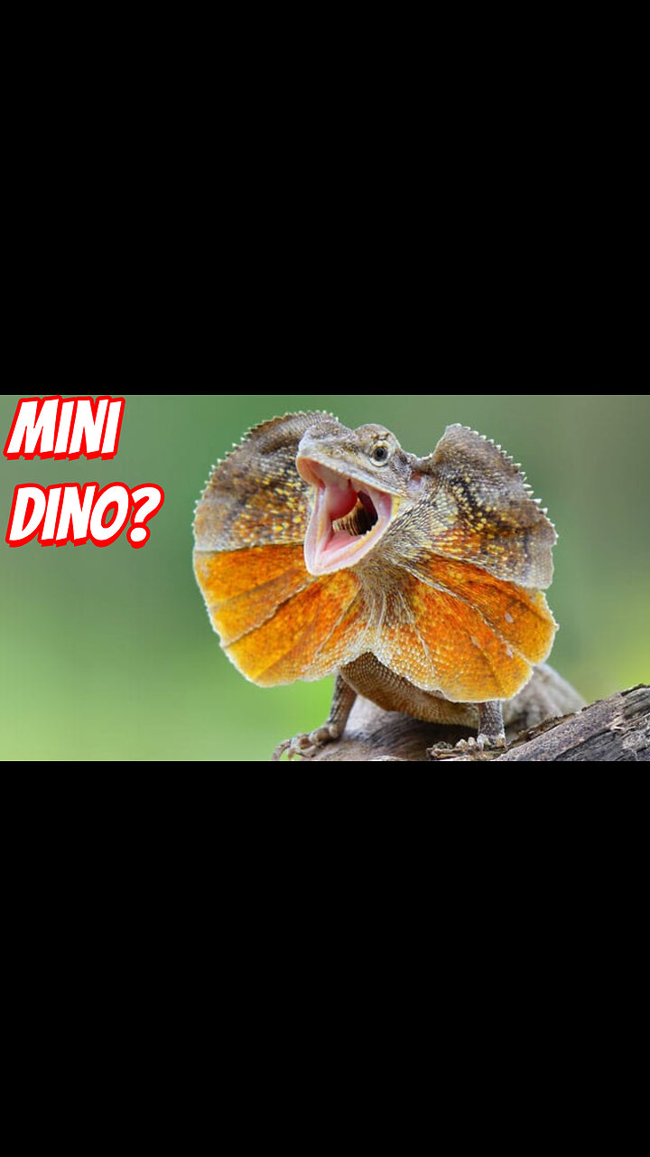 The Weirdest Australian Lizard To Ever Live!