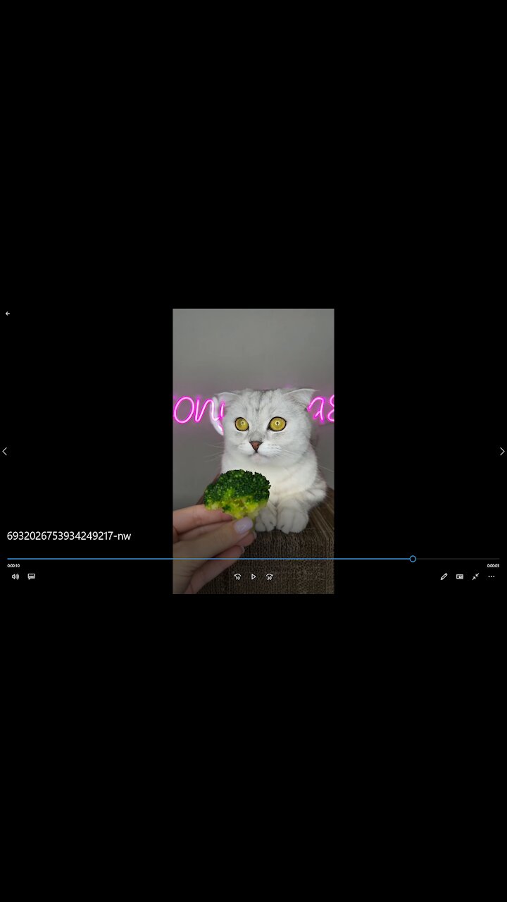 See cat reaction to broccoli