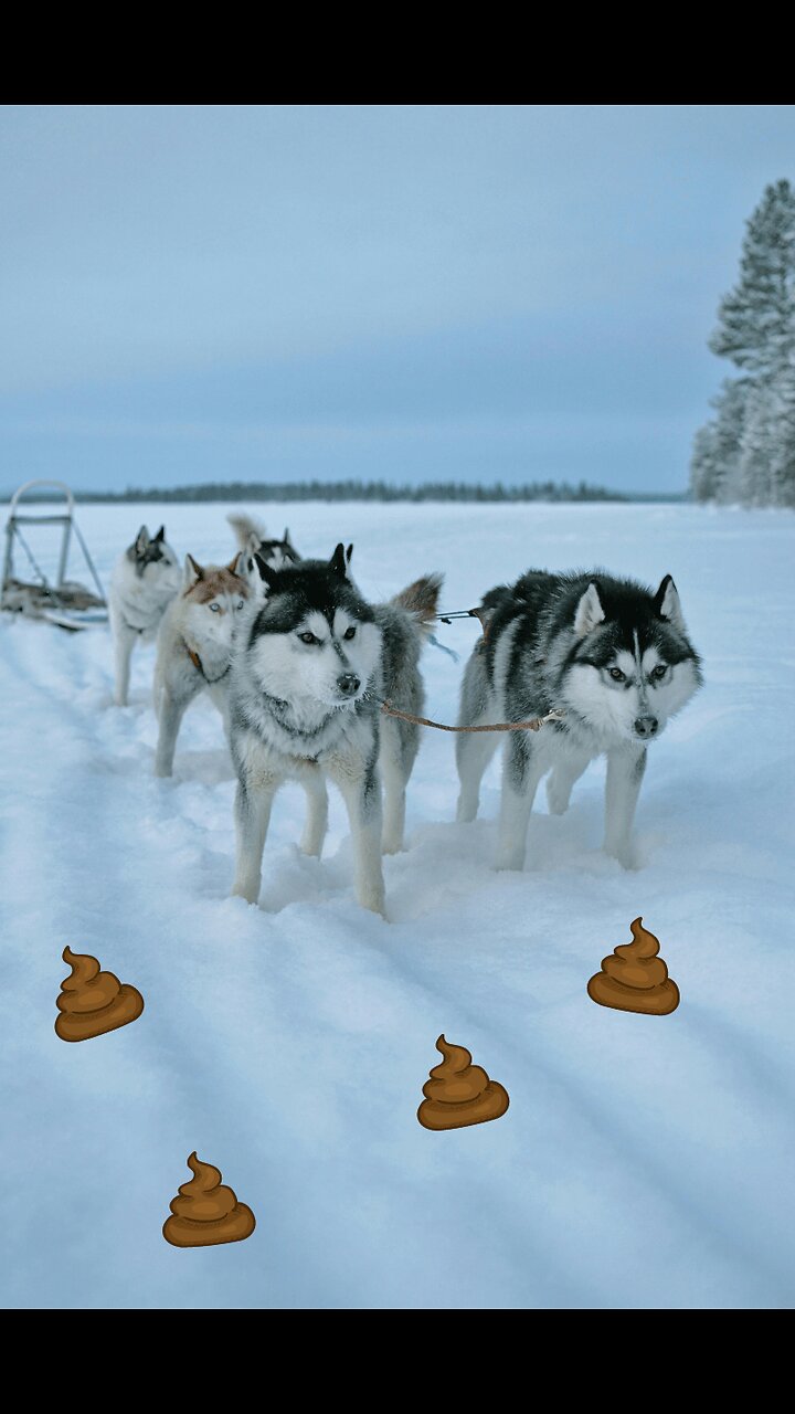 But How Do Sled Dogs Poop?