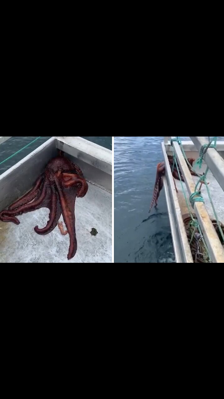 Octopus escapes boat by squeezing through tiny hole