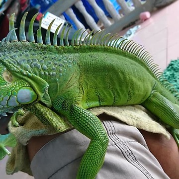 The Most Beautiful Iguana in the World!