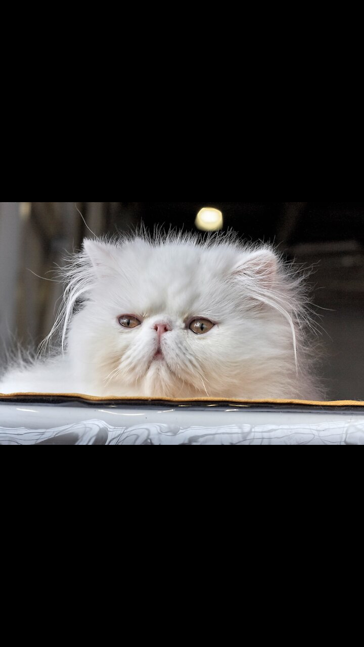 funny Garfield angry face