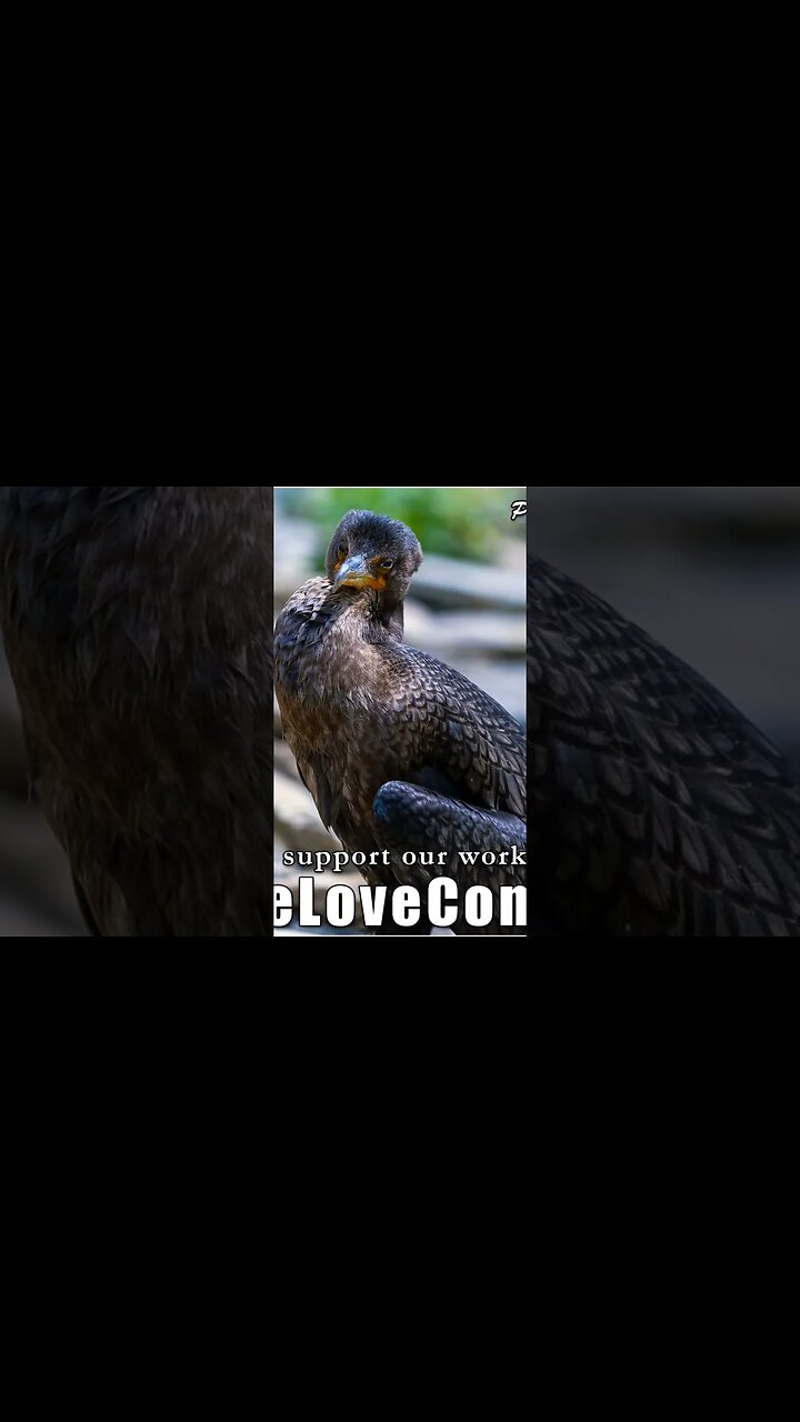 Solar Christos Lunar Sophia of the Divine Unity Legions of Light